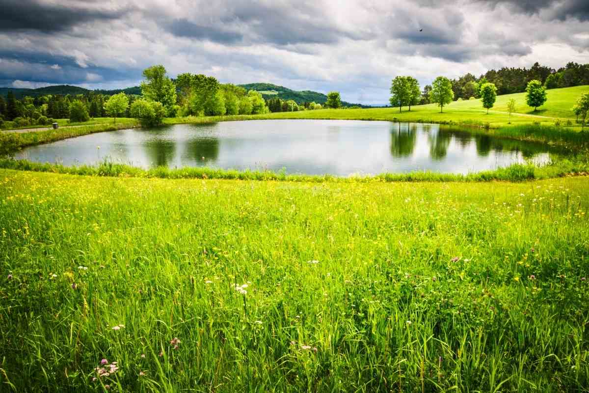 Complete Guide to Farm Ponds - Gardenia Organic