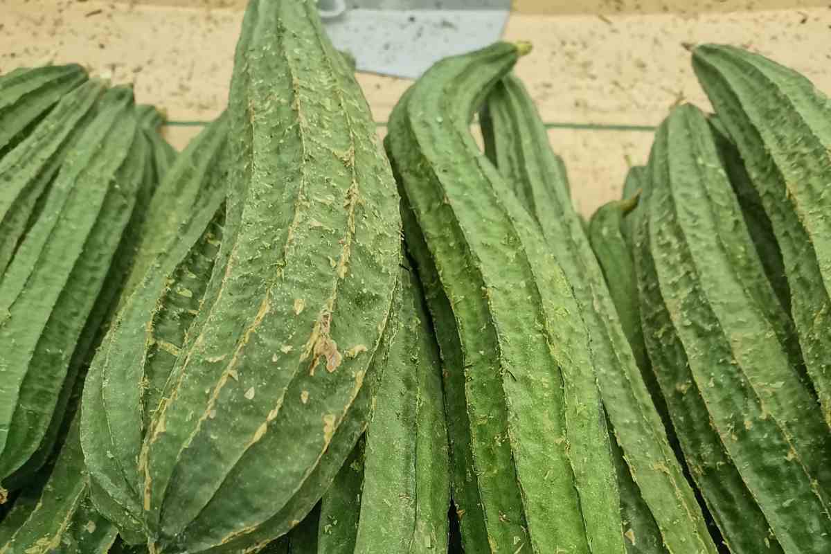 Growers Guide for Patola - Gardenia Organic