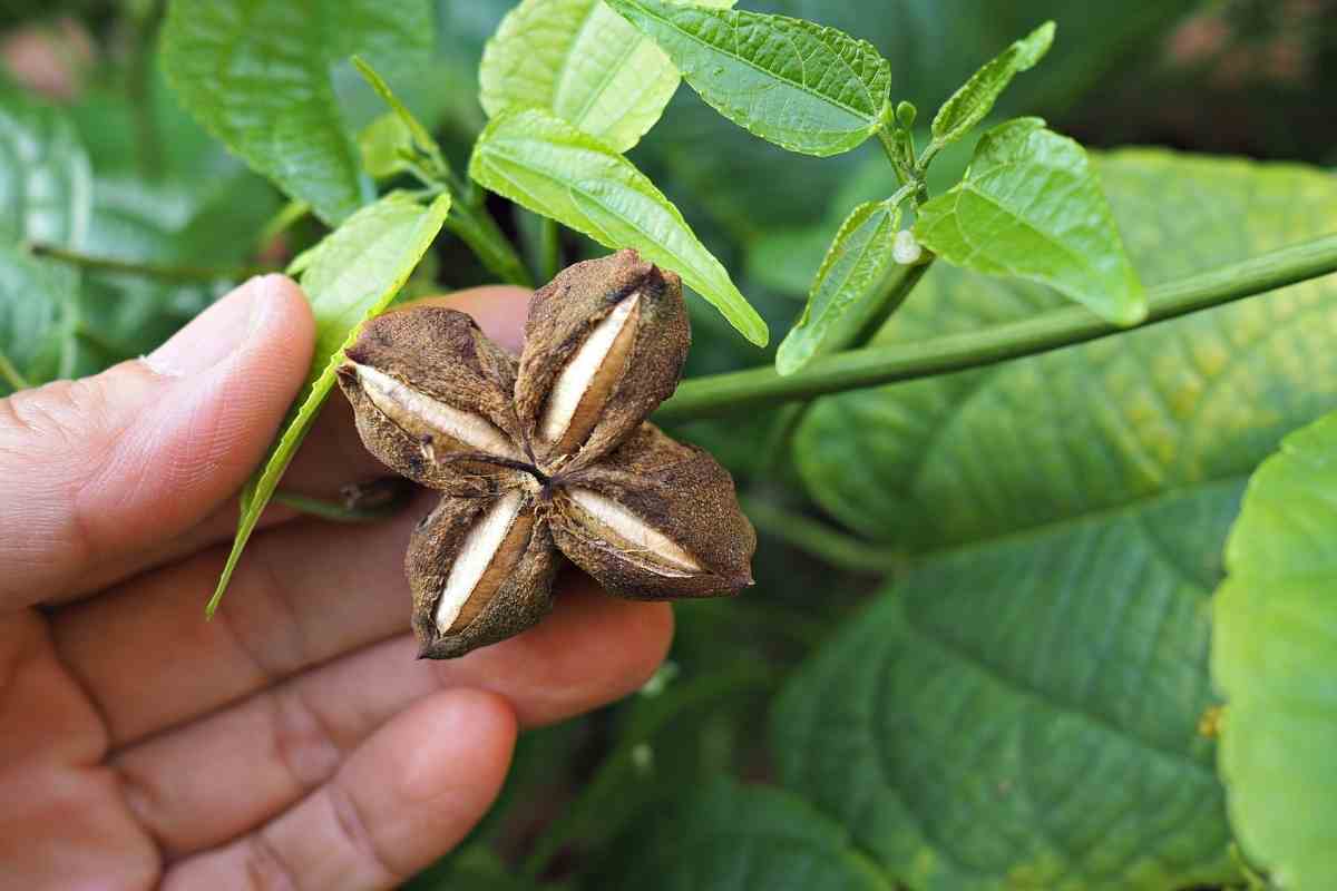 Growers Guide for Sacha Inchi - Gardenia Organic