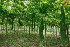 Growers Guide for Ampalaya - Gardenia Organic