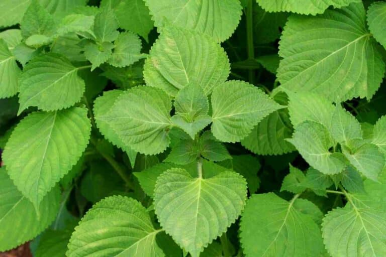 Growers Guide For Korean Perilla Leaves - Gardenia Organic