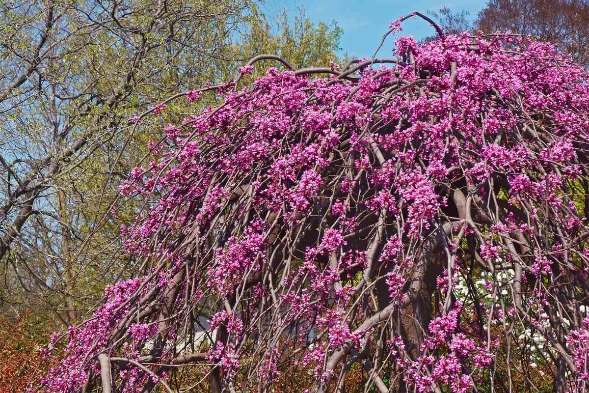 22 Purple Flower Trees (Images with Flowering Trees) - Gardenia Organic