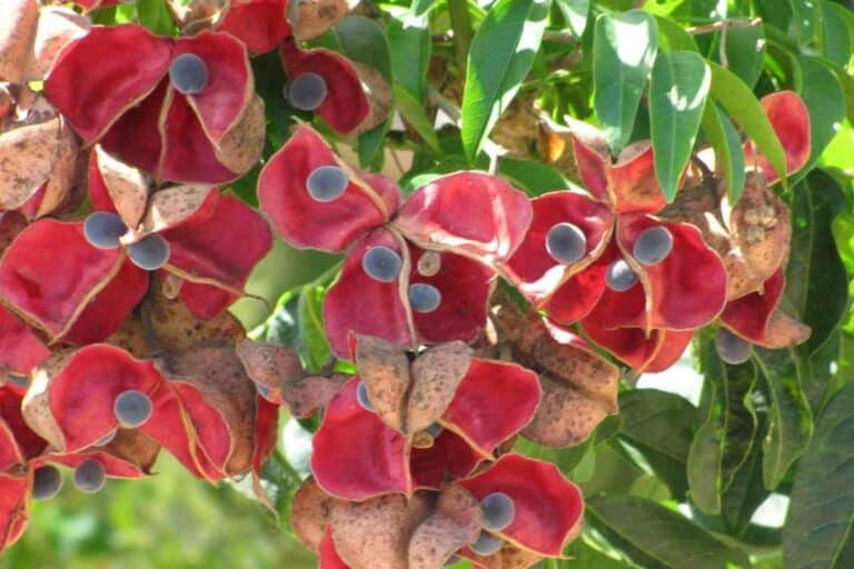 Growing Guide For Mgambo Tree - Gardenia Organic