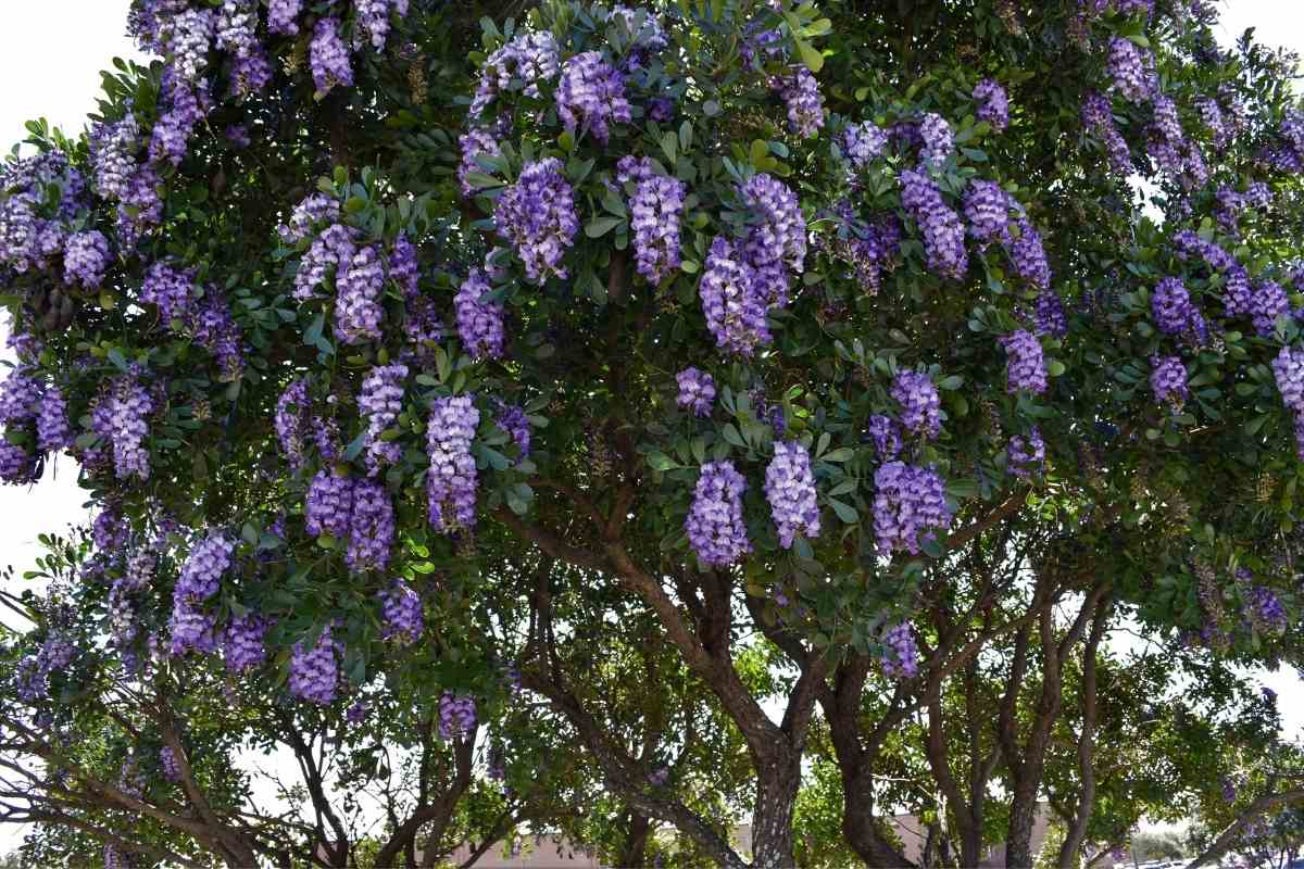 22 Purple Flower Trees (Images with Flowering Trees) - Gardenia Organic