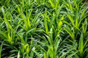 Grower's Guide for Pandan Plant - Gardenia Organic