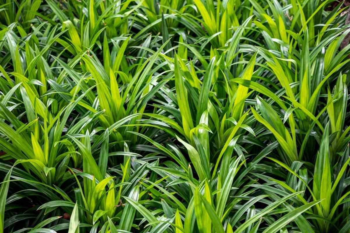 Grower's Guide for Pandan Plant - Gardenia Organic