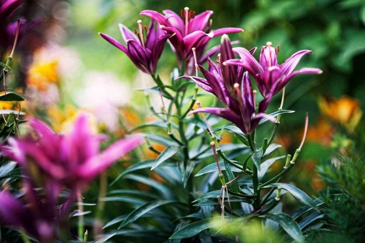 22 Purple Flower Trees (Images with Flowering Trees) - Gardenia Organic