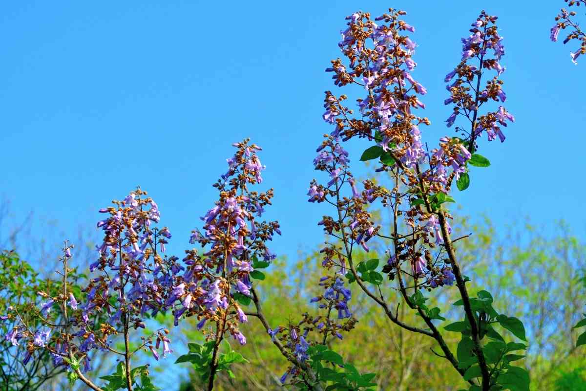 22 Purple Flower Trees (Images with Flowering Trees) - Gardenia Organic