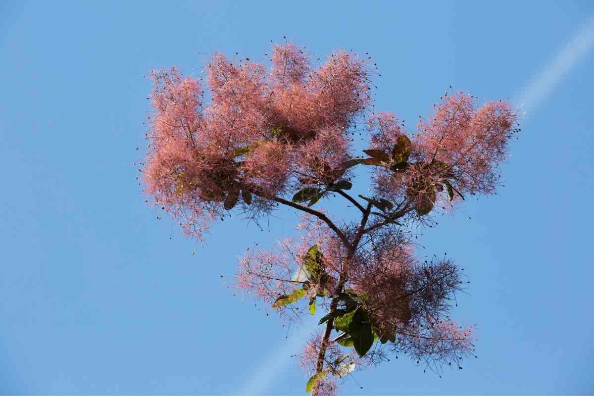 22 Purple Flower Trees (Images with Flowering Trees) - Gardenia Organic