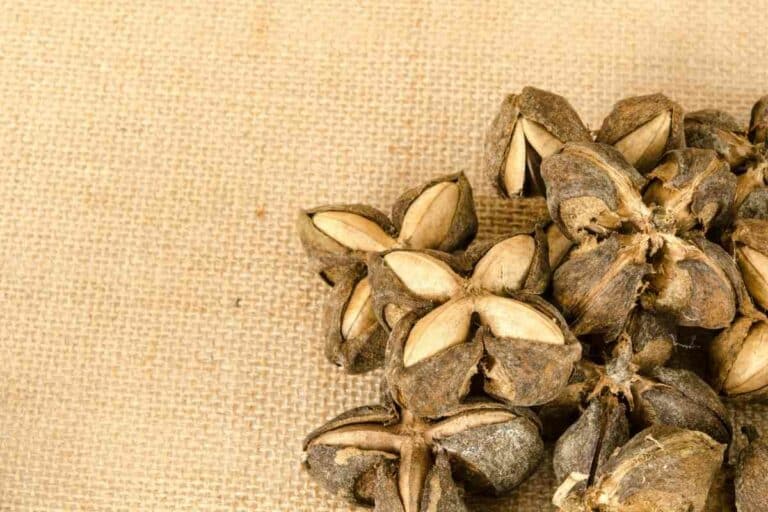 Growers Guide for Sacha Inchi - Gardenia Organic