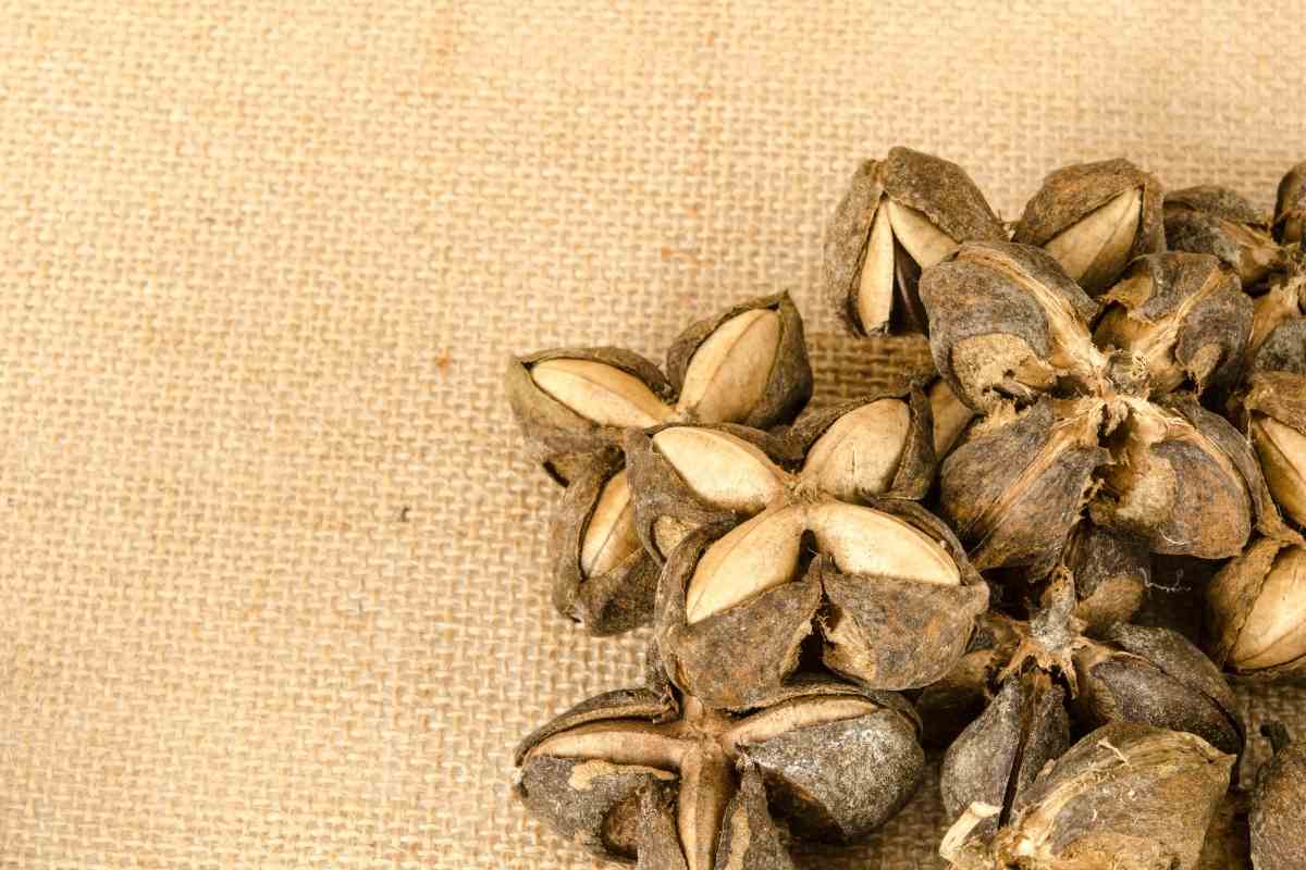 Growers Guide for Sacha Inchi - Gardenia Organic