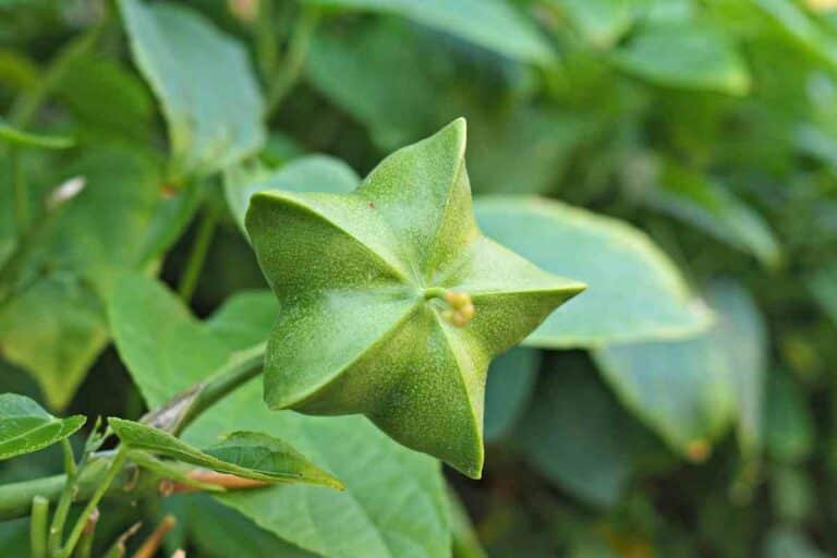 Growers Guide for Sacha Inchi - Gardenia Organic