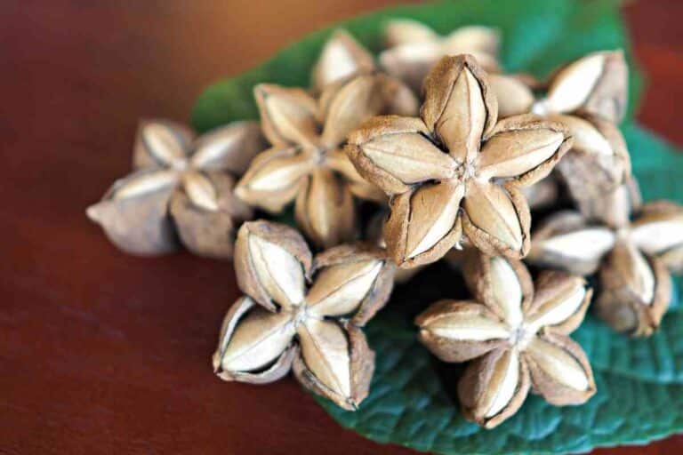 Growers Guide for Sacha Inchi - Gardenia Organic