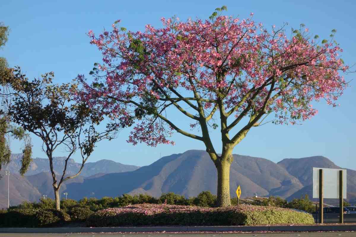 22 Purple Flower Trees (Images with Flowering Trees) - Gardenia Organic