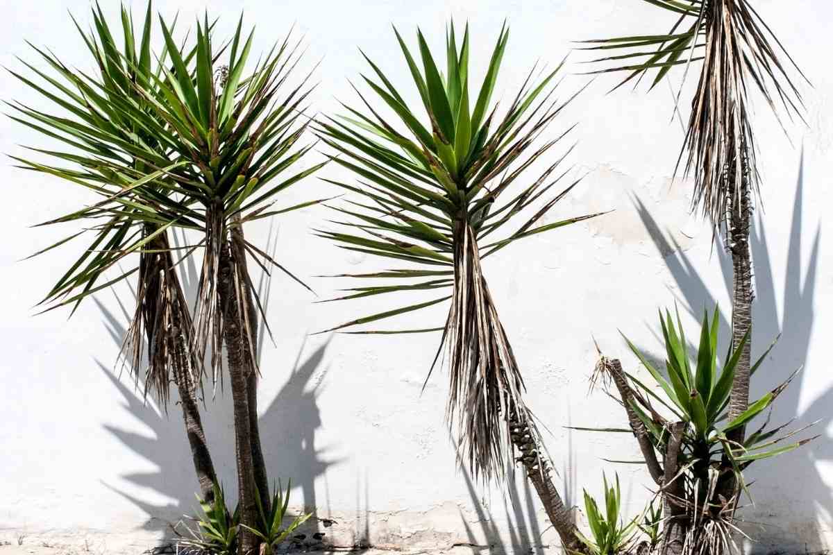 10 Beautiful Large & Tall Succulents for Home and Garden - Gardenia Organic