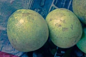 Growers Guide For Bilva Tree - Gardenia Organic