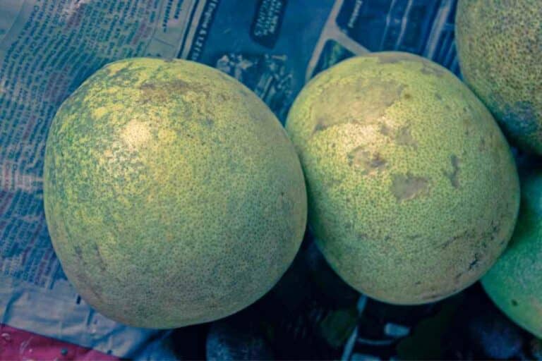 Growers Guide For Bilva Tree - Gardenia Organic