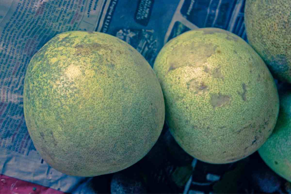 Growers Guide For Bilva Tree - Gardenia Organic