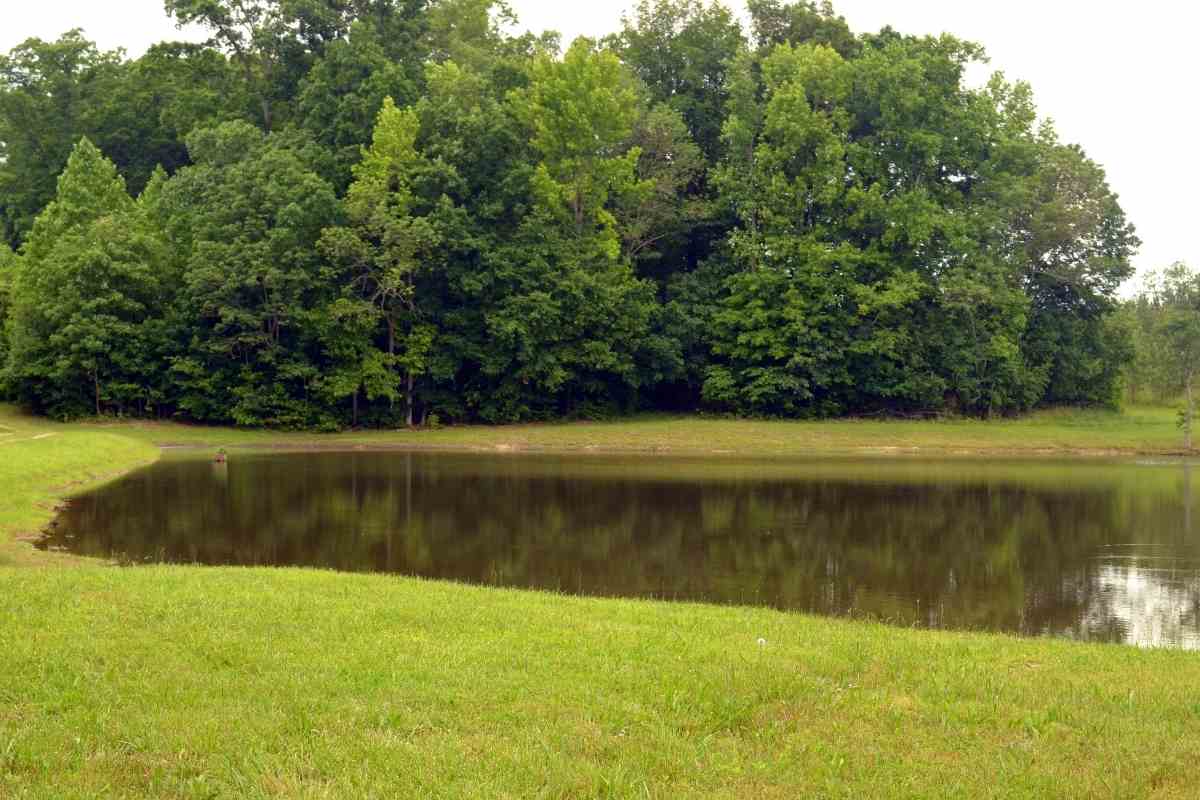 Complete Guide to Farm Ponds - Gardenia Organic