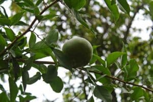 Growers Guide For Bilva Tree - Gardenia Organic