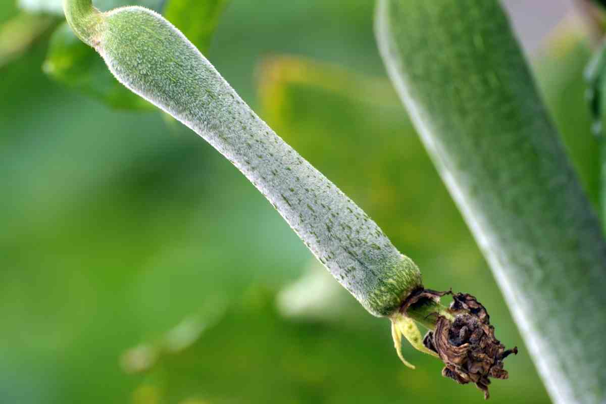 Growers Guide for Patola - Gardenia Organic