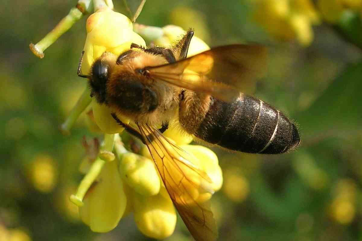 Bee Identification Guide: 31 Most Common Bees In Our Gardens - Gardenia ...