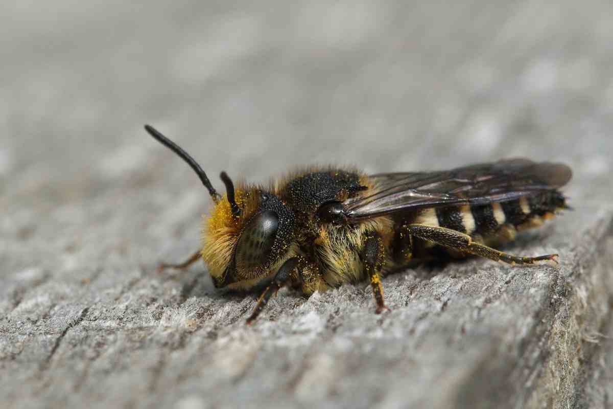 Bee Identification Guide: 31 Most Common Bees In Our Gardens - Gardenia ...