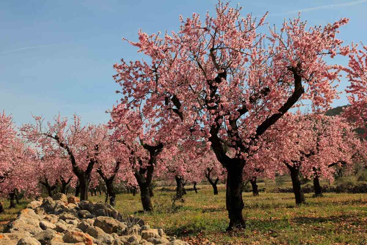 11 Trees That Look Just Like Japanese Cherry Blossom - Gardenia Organic