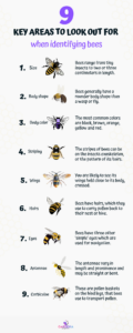 Bee Identification Guide: 31 Most Common Bees In Our Gardens - Gardenia ...