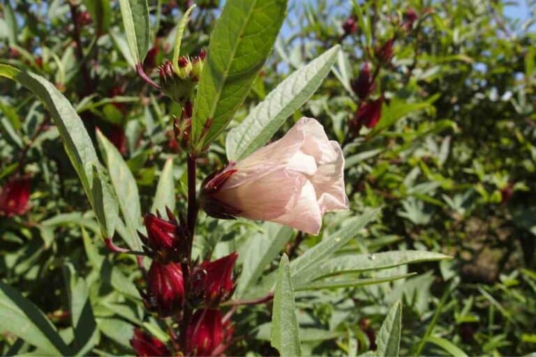 Growers Guide For Roselle Plant - Gardenia Organic