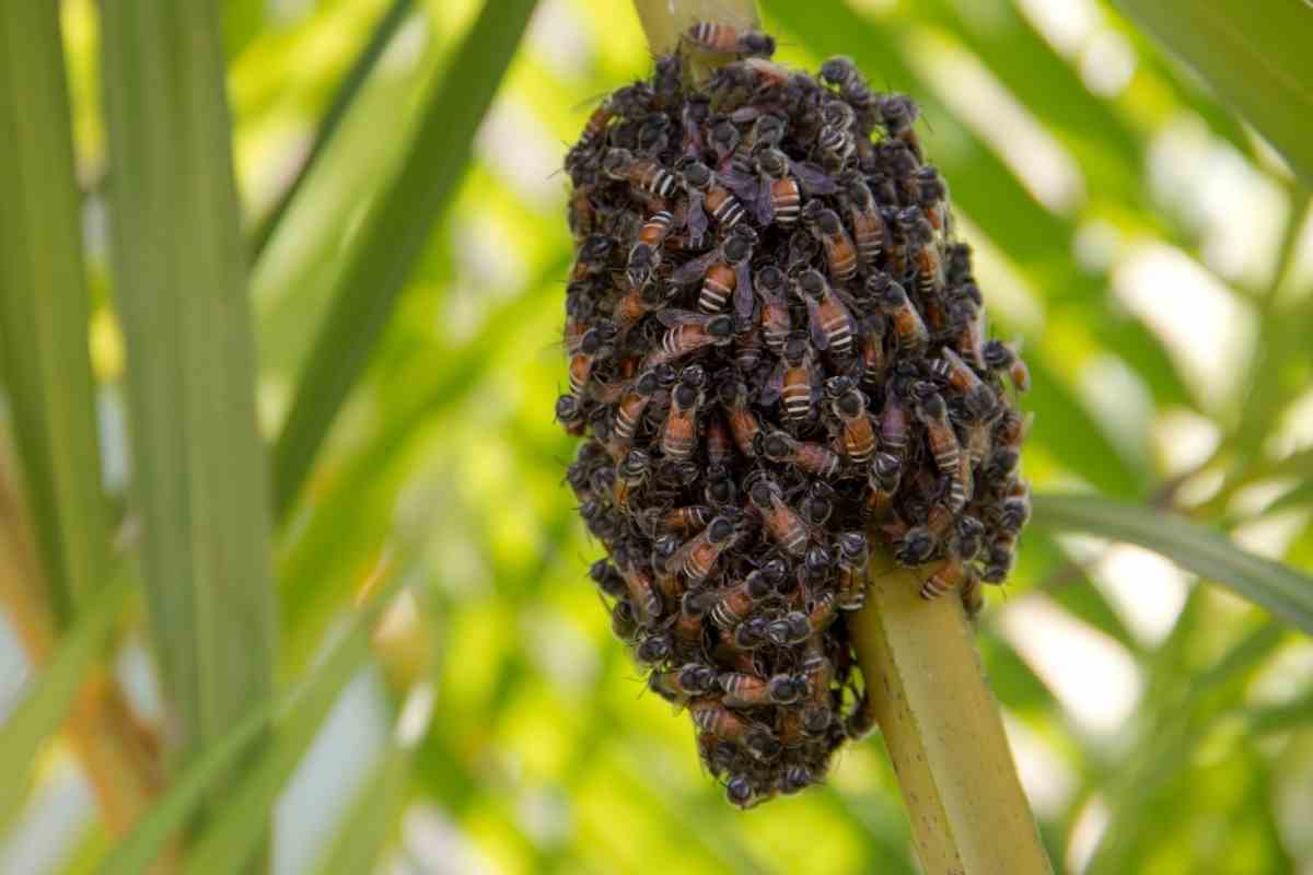 Bee Identification Guide: 31 Most Common Bees In Our Gardens - Gardenia ...