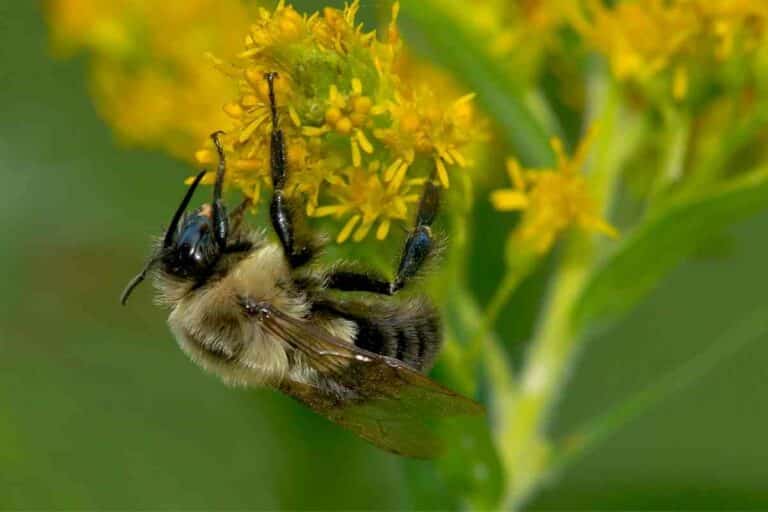 Bee Identification Guide: 31 Most Common Bees In Our Gardens - Gardenia ...
