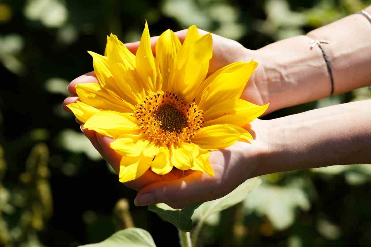 Dwarf Sunflowers (Complete Growers Guide) - Gardenia Organic