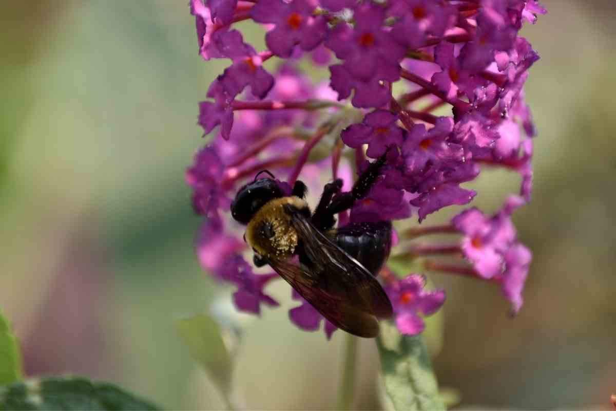 Bee Identification Guide: 31 Most Common Bees In Our Gardens - Gardenia ...