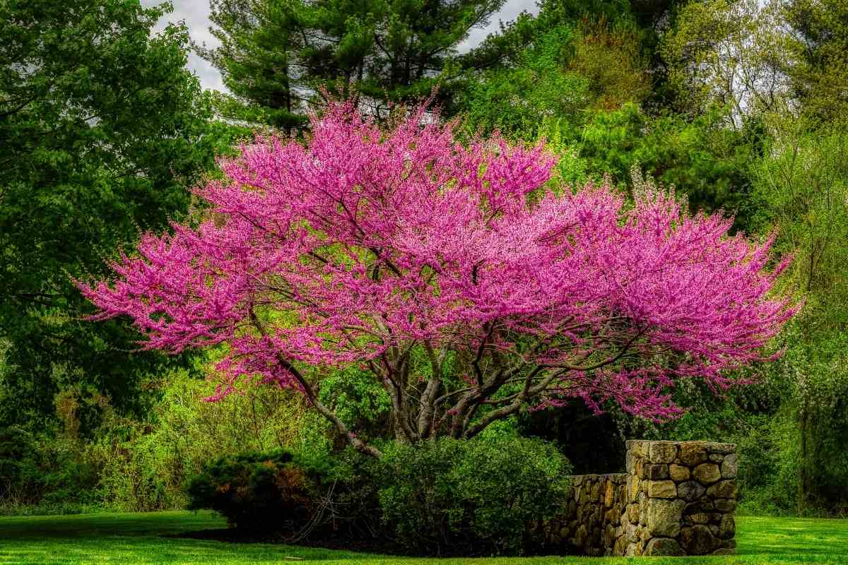 11 Trees That Look Just Like Japanese Cherry Blossom - Gardenia Organic
