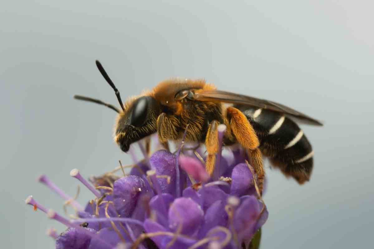 Common Bee Identification Guide – CWPCHL
