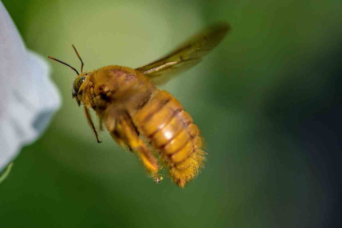 Bee Identification Guide: 31 Most Common Bees In Our Gardens - Gardenia ...