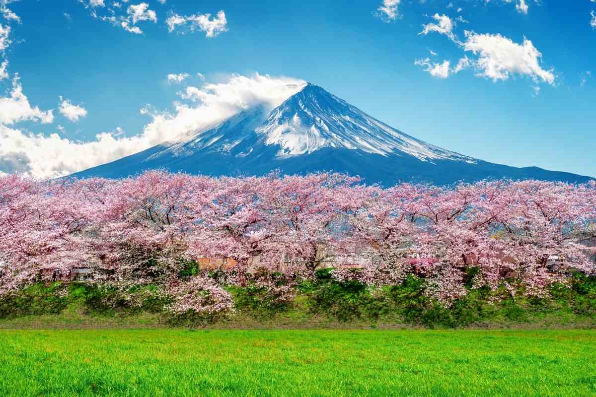 11 Trees That Look Just Like Japanese Cherry Blossom - Gardenia Organic