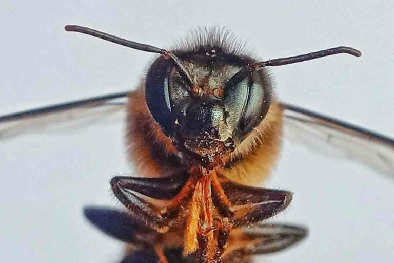 Bee Identification Guide: 31 Most Common Bees In Our Gardens - Gardenia ...