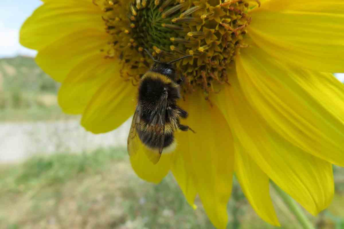 Bee Identification Guide: 31 Most Common Bees In Our Gardens - Gardenia ...