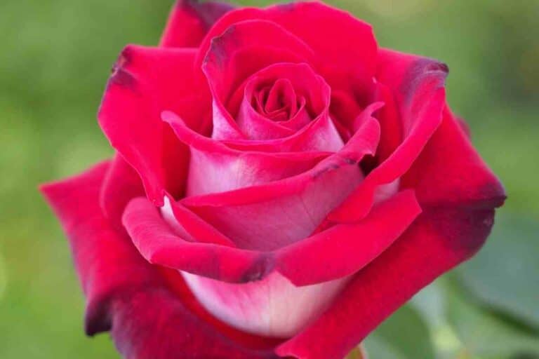 Osiria Rose Care Guide: Watering, Pruning, Pests & More - Gardenia Organic