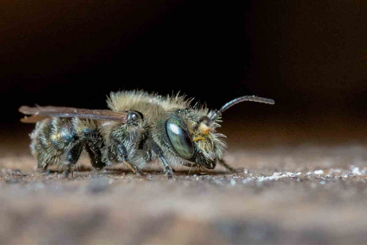 Bee Identification Guide: 31 Most Common Bees In Our Gardens - Gardenia ...