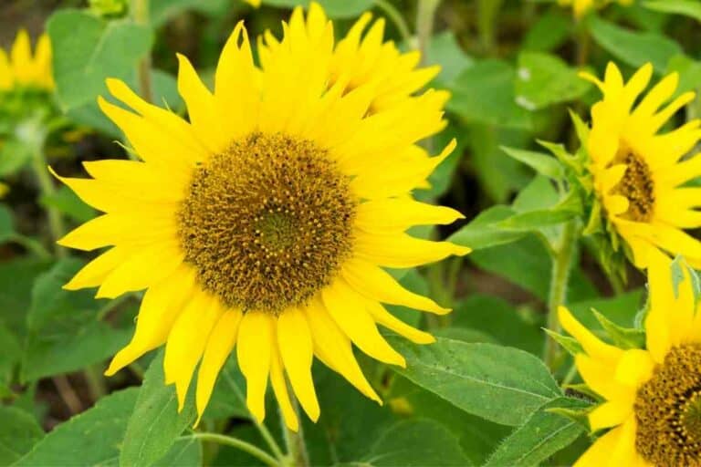 Dwarf Sunflowers (Complete Growers Guide) - Gardenia Organic