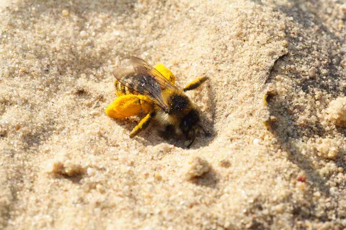 Bee Identification Guide: 31 Most Common Bees In Our Gardens - Gardenia ...