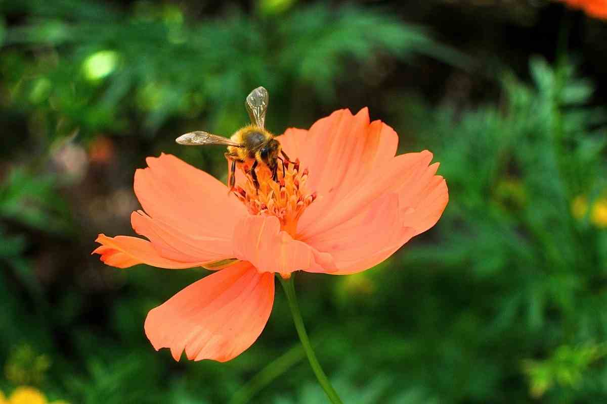 Bee Identification Guide: 31 Most Common Bees In Our Gardens - Gardenia ...
