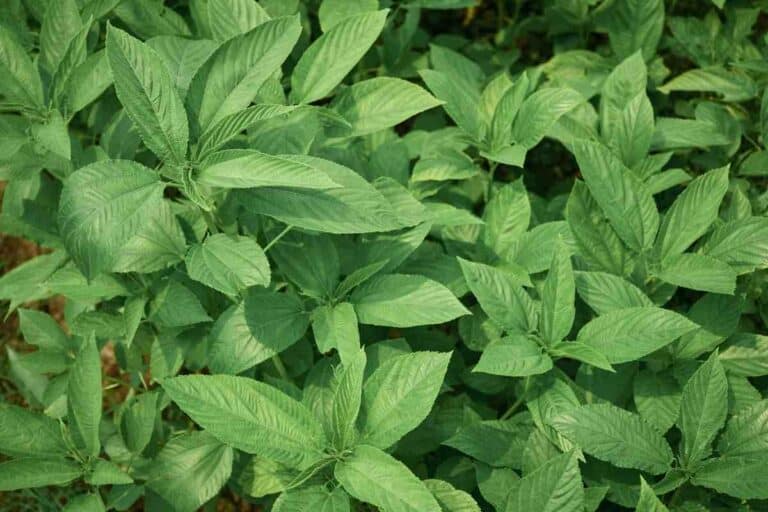 Growers Guide For Jute Leaves - Gardenia Organic