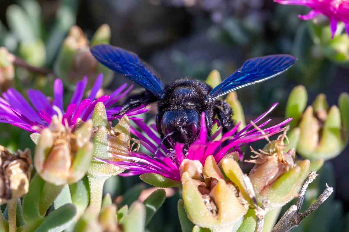 Bee Identification Guide: 31 Most Common Bees In Our Gardens - Gardenia ...