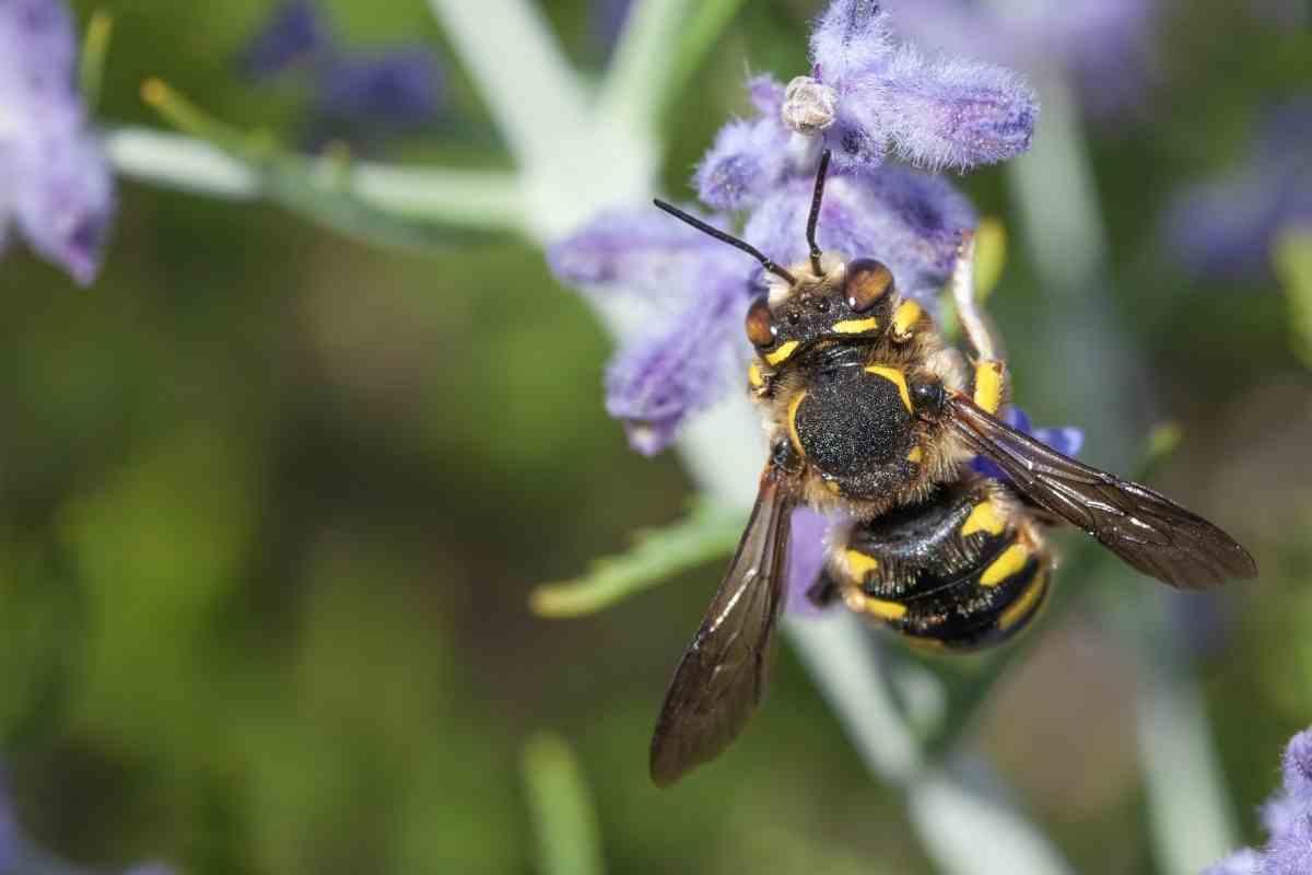 Bee Identification Guide: 31 Most Common Bees In Our Gardens - Gardenia ...