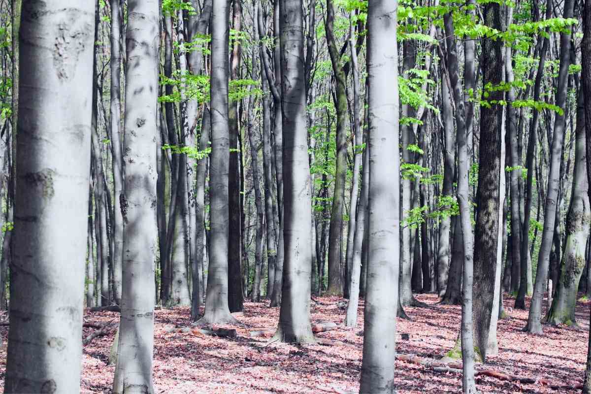 7 Trees With Smooth Barks - Gardenia Organic