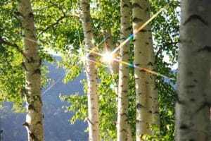 7 Trees With Smooth Barks - Gardenia Organic